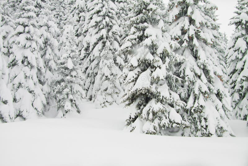Snow Covered Trees stock photo. Image of thick, deep, winter - 362866