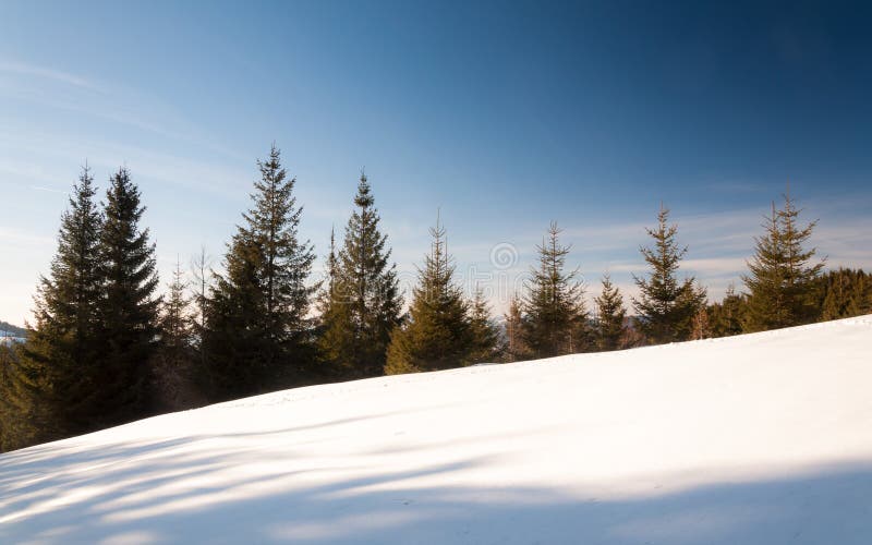 Fir trees stock photo. Image of path, scene, evening - 49210738