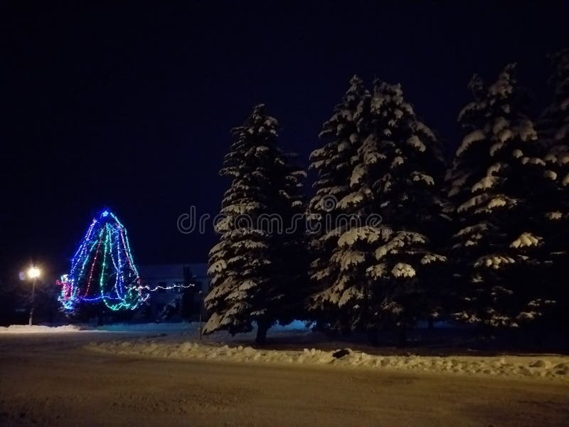 Fir trees in the night stock photo. Image of winter - 142540166