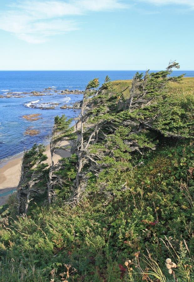 Fir trees by the ocean stock photo. Image of beautiful - 27003982