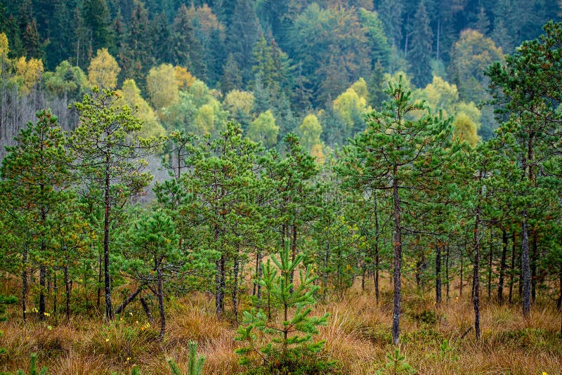 Fir trees in the peat bog stock photo. Image of tranquil - 262183346