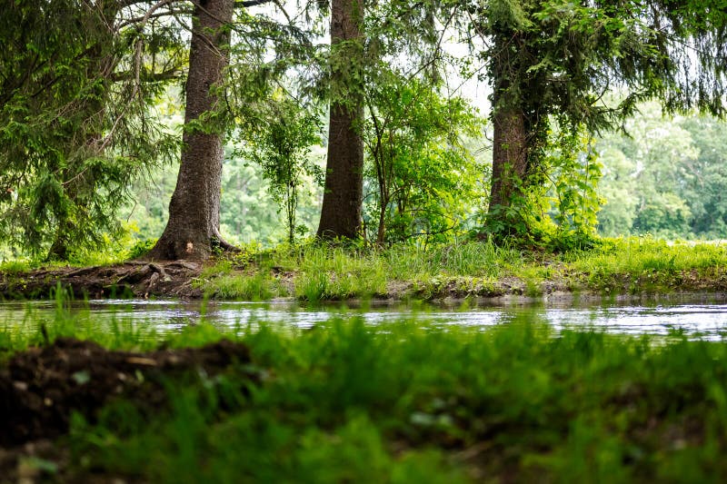 Fir Trees on the Quiet Brook Stock Photo - Image of wilderness, brook ...