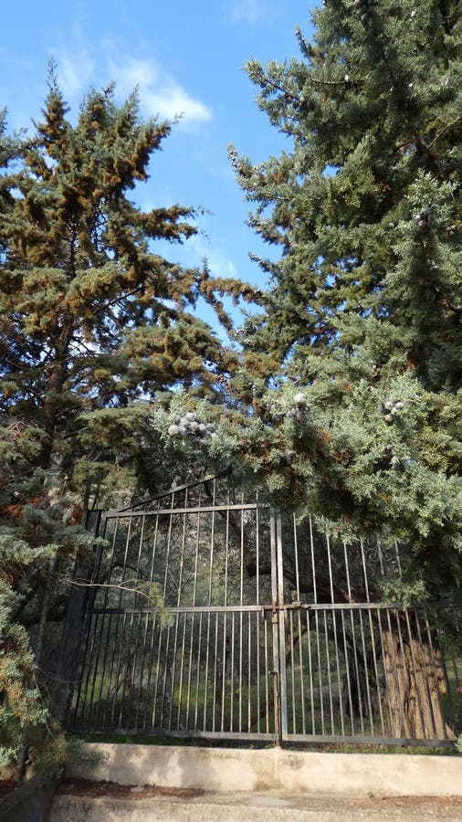 Fir trees and rustic gate stock image. Image of fence - 177664679