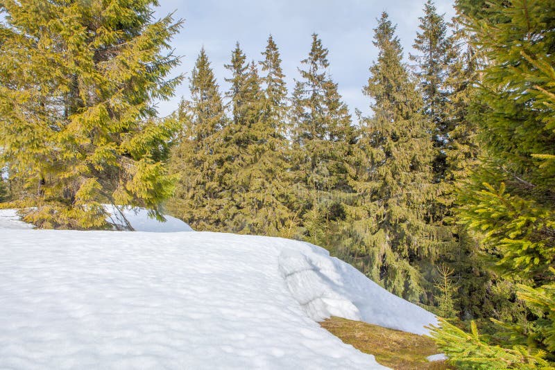 Fir trees scenery stock image. Image of nature, green - 67360517