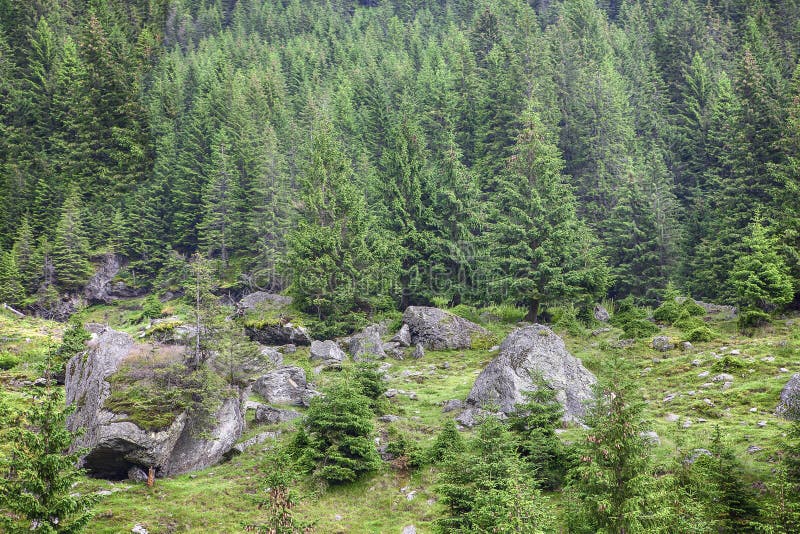 Fir trees scenery stock photo. Image of journey, evergreen - 89569950