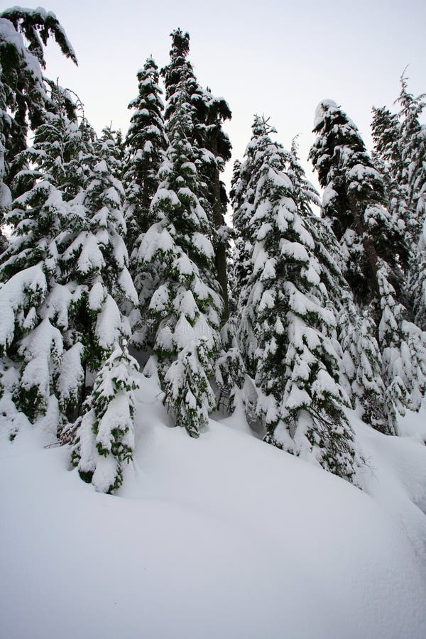 Fir trees with snow stock image. Image of cold, christmas - 2300451