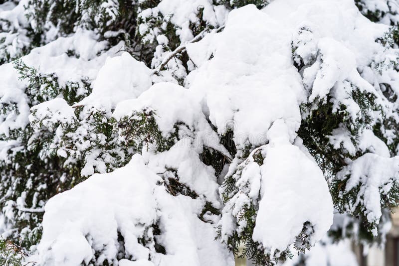 Fir-trees with Snow on Beautiful Natural Snowdrift Stock Photo - Image ...