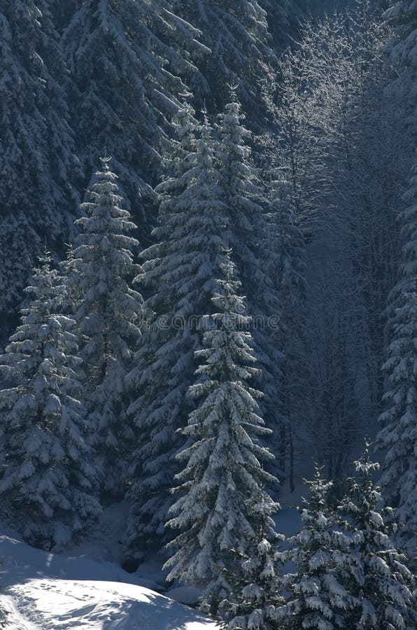 Fir trees in the snow stock image. Image of christmas - 88774165