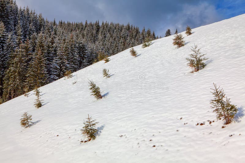 Fir trees on the snow hill stock photo. Image of scene - 167478076