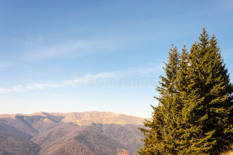 Fir Trees in a Sunny Day. Mountains Peaks in the Background Stock Photo ...