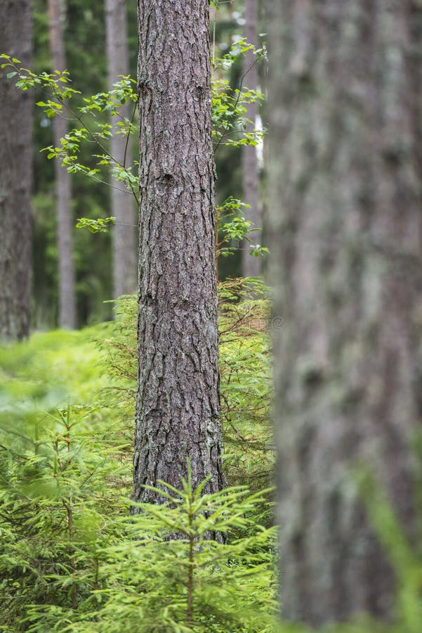 Fir Trees in Swedish Forest Stock Photo - Image of seasons, trunk: 26890576