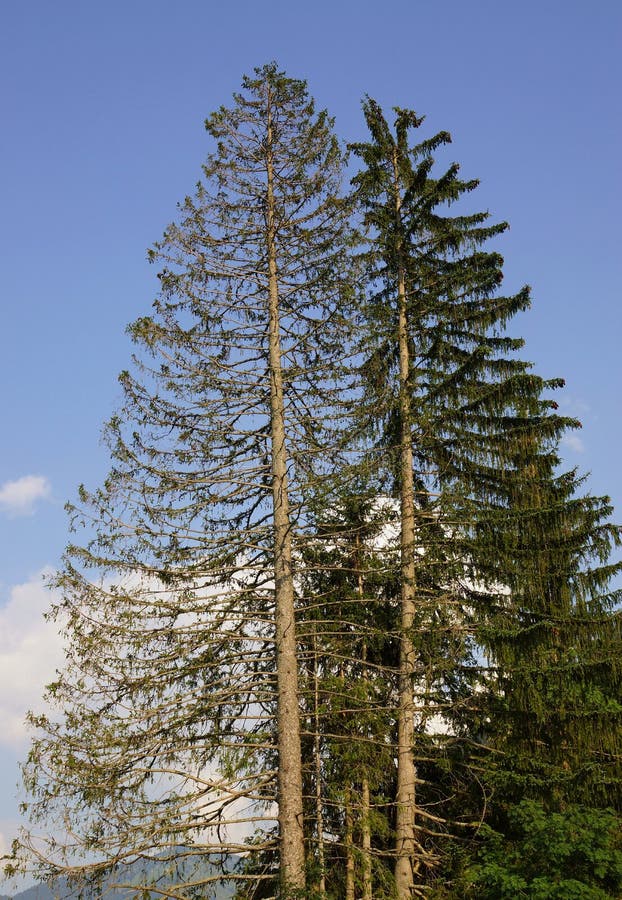 Fir Trees stock photo. Image of wood, spruce, nature - 58768580