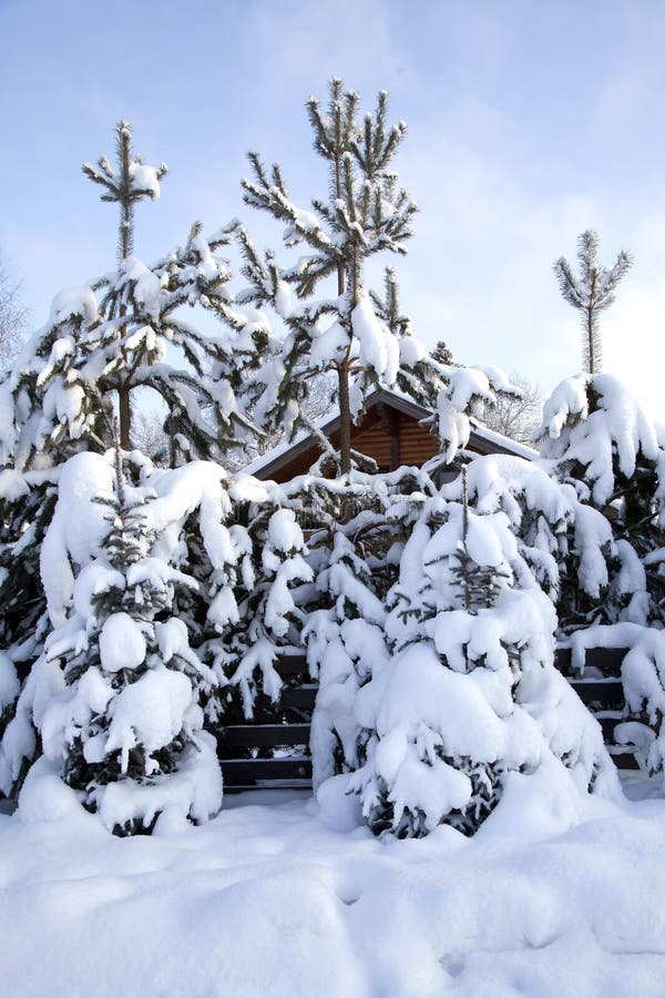 Fir trees under snow stock image. Image of frosty, snowy - 201323997
