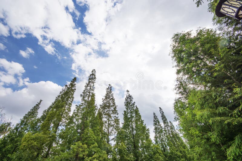 Fir trees stock photo. Image of landscape, holiday, branch - 68774676