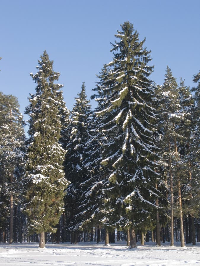 Fir trees in winter forest stock photo. Image of calm - 3925570