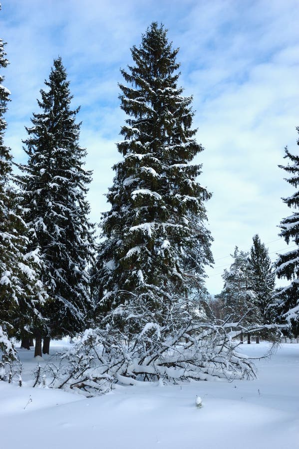 Fir trees in winter forest stock photo. Image of calm - 3925570