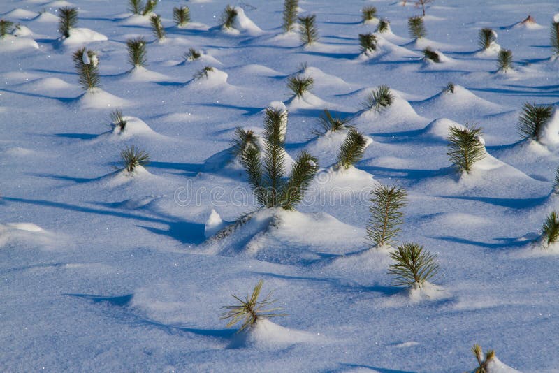Fir trees in winter snow stock photo. Image of tree, frozen - 45990662