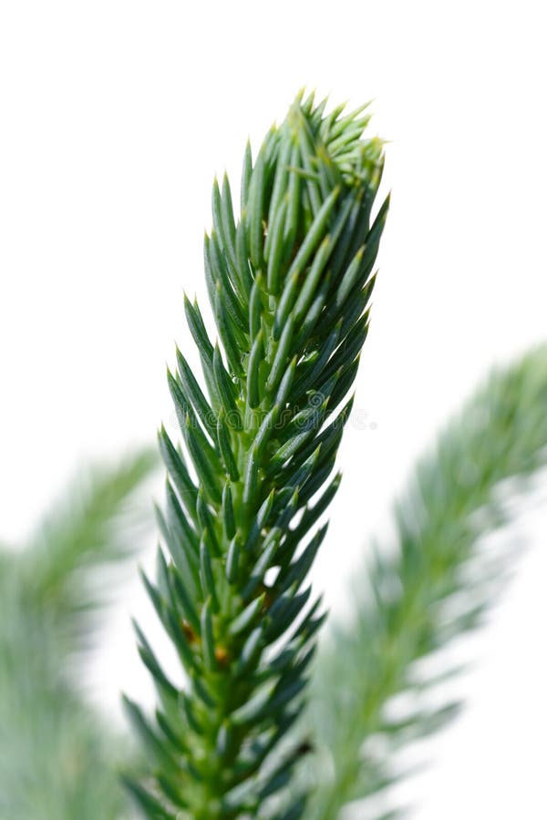 Fir twig. stock photo. Image of nature, tree, branch - 19831512