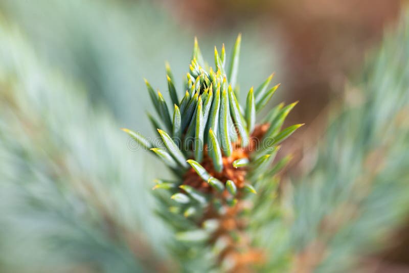 Fir twig. stock image. Image of foliage, twig, flora - 32614159