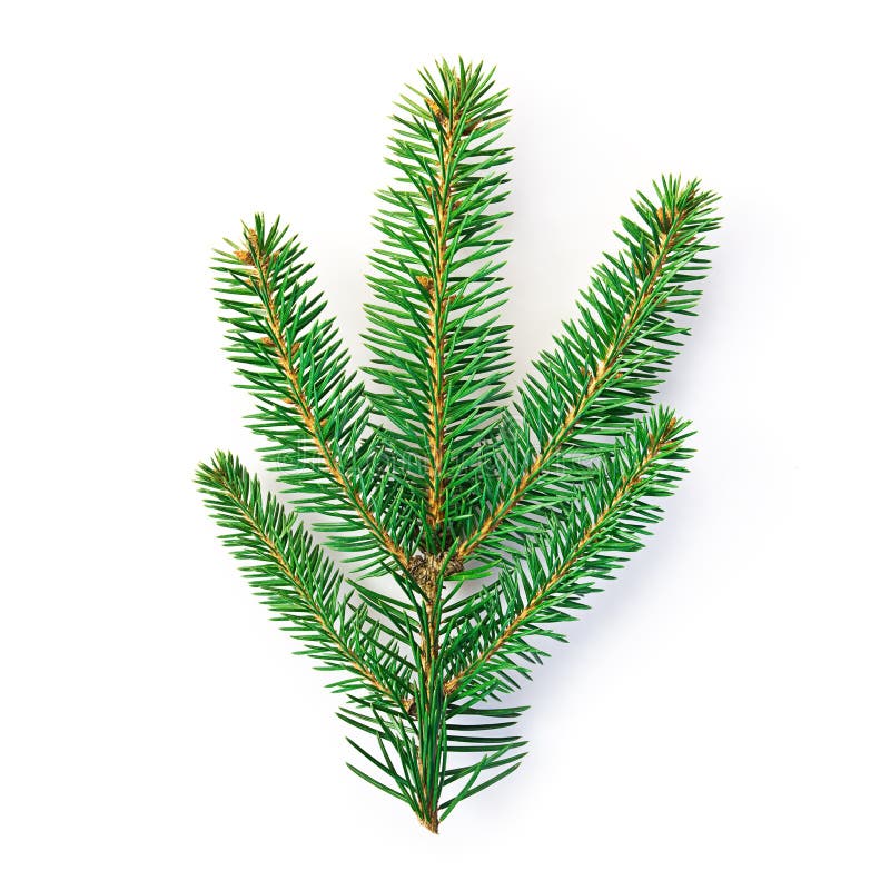 Fir twig stock photo. Image of decorate, isolate, holiday - 63747488