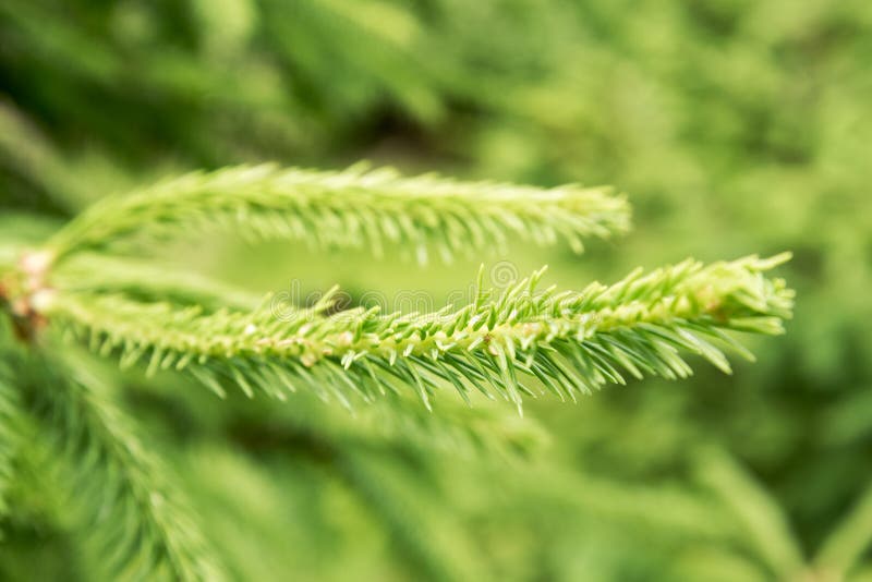 Fir twig. stock image. Image of needle, garden, shrub - 73500871