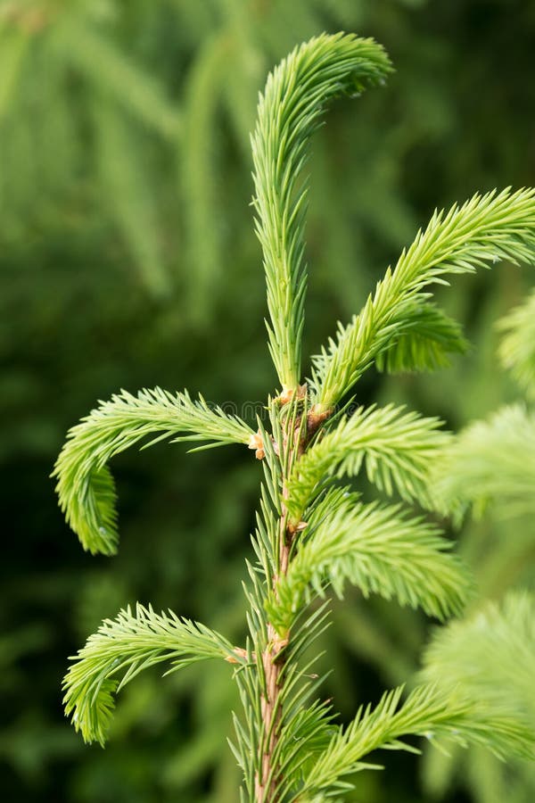 Fir twig. stock photo. Image of flora, summer, outdoor - 73501330