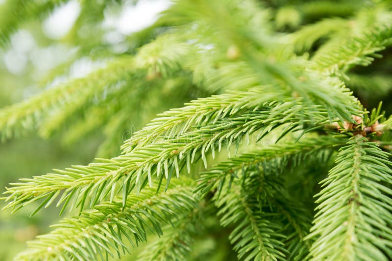 Green fir twig and cone. stock image. Image of detail - 27601523