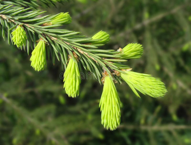 Young Sprouts of Forest Plants. Spring State of Nature Stock Photo ...