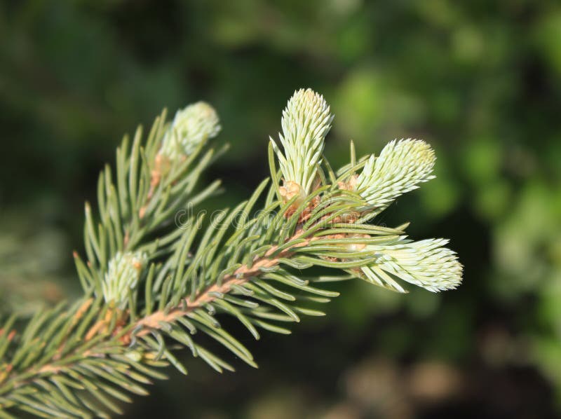Fir Twig with Young Sprouts Stock Photo - Image of light, young: 52865672