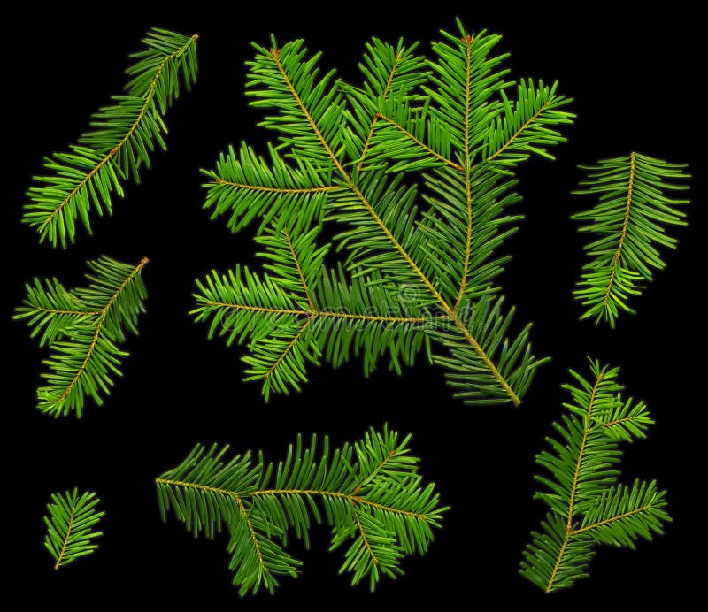 Fir twigs black background stock photo. Image of black - 28605276