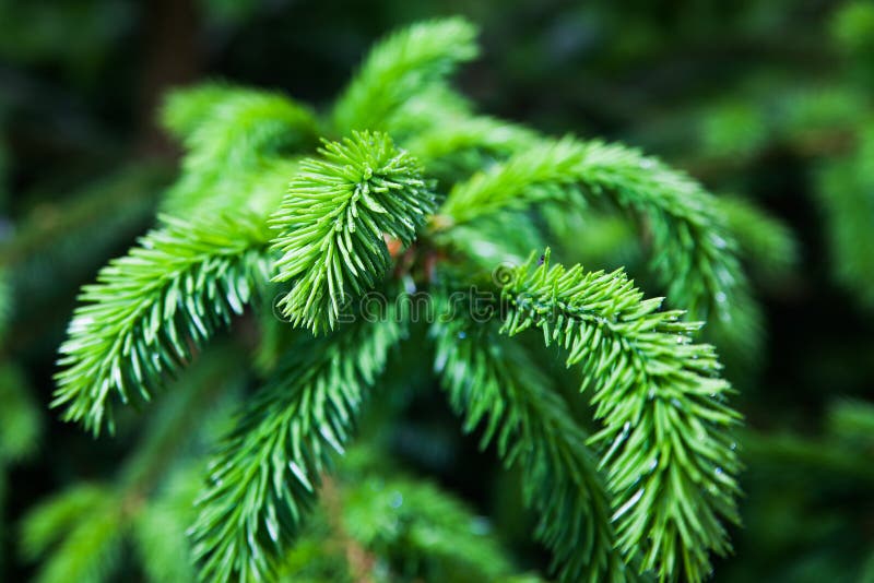 Fir twigs. stock image. Image of closeup, leaf, needle - 45780651