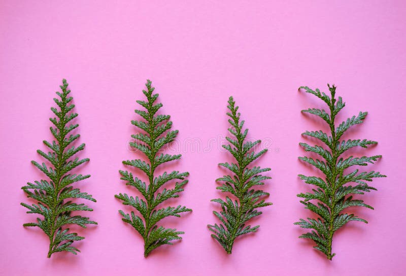 Fir Twigs with Pink Background Stock Image - Image of botanical ...