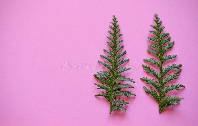 Fir Twigs with Pink Background Stock Image - Image of pine, foliage ...