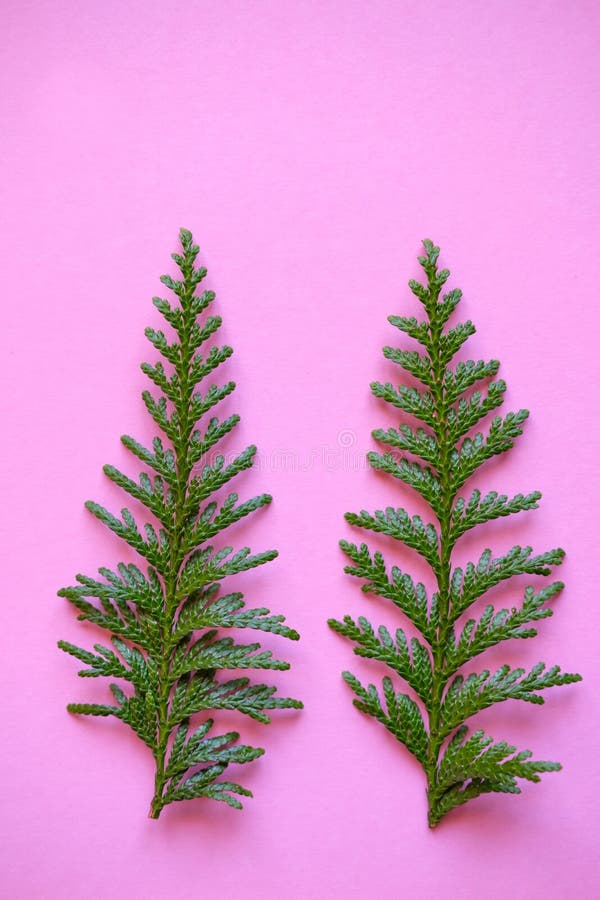 Fir Twigs with Pink Background Stock Image - Image of decoration, fresh ...