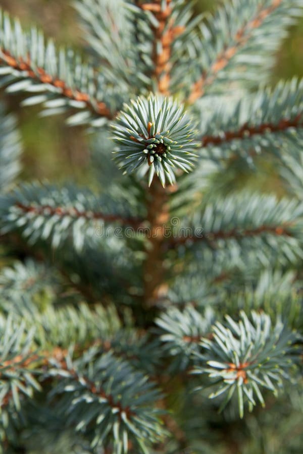 Fir twigs. stock image. Image of wood, background, forest - 45971761
