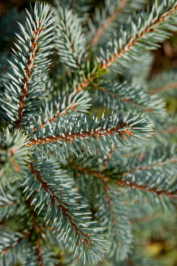 Fir twigs. stock image. Image of conifer, christmas, green - 45971771