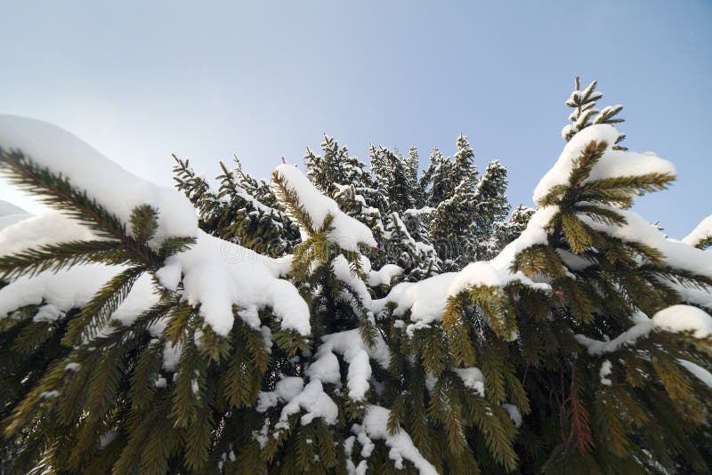 Fir in winter. stock photo. Image of tree, tall, green - 23054482