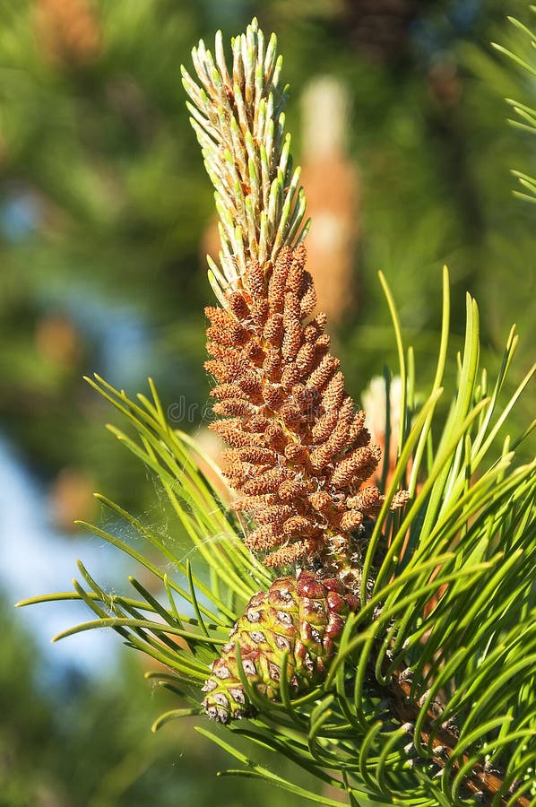 Fir stock image. Image of light, branch, decoration, close - 55203693