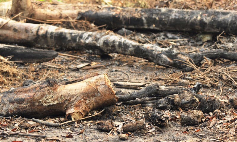 After fire stock photo. Image of wildfire, fires, flambe - 25799456