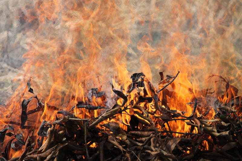 Fire stock photo. Image of february, mango, paddy, field - 37875820