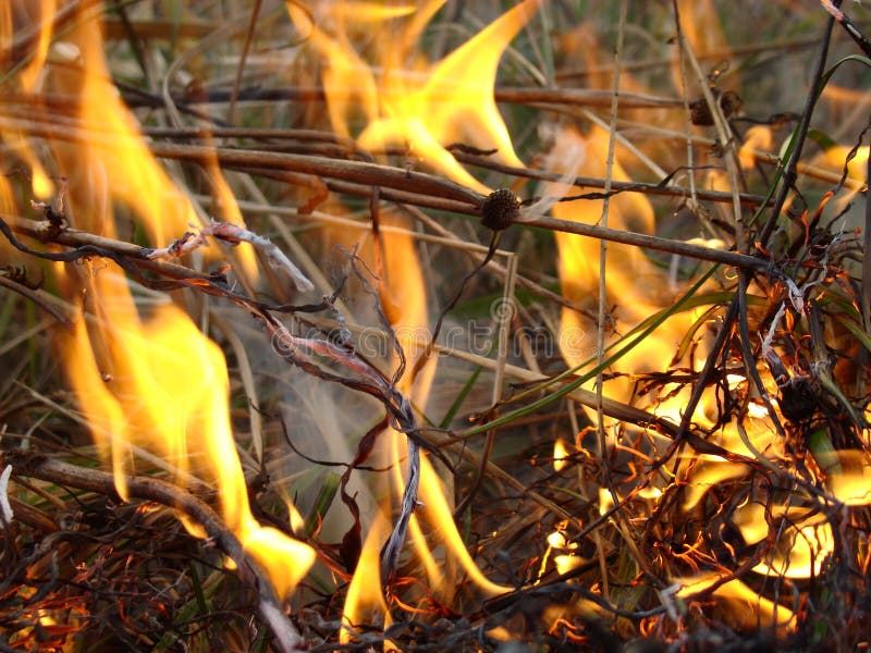 Bush Fire stock image. Image of bush, veld, burning, grass - 891853