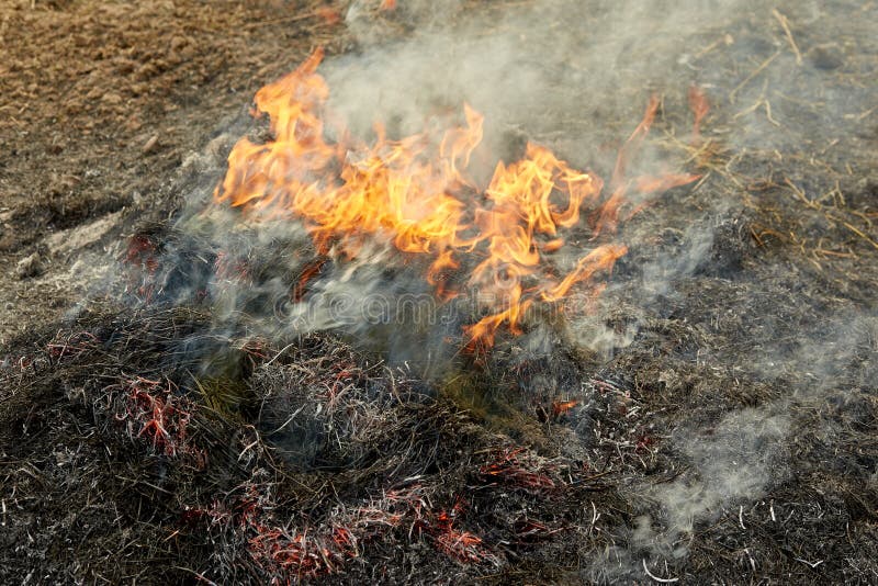 Fire in the Agricultural Area. Flame and Burned Area in Smoke Stock ...
