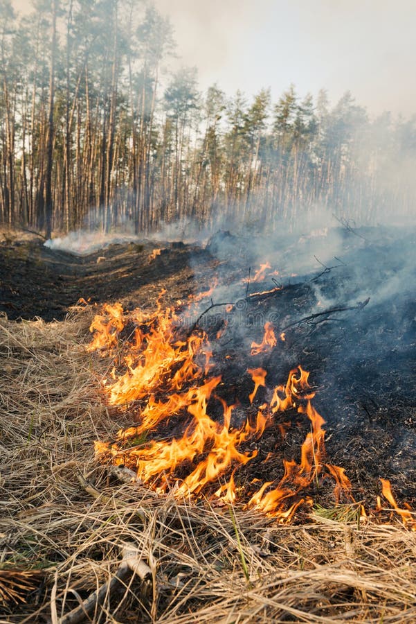 Fire on Agricultural Land Near Forest Stock Image - Image of smoke ...