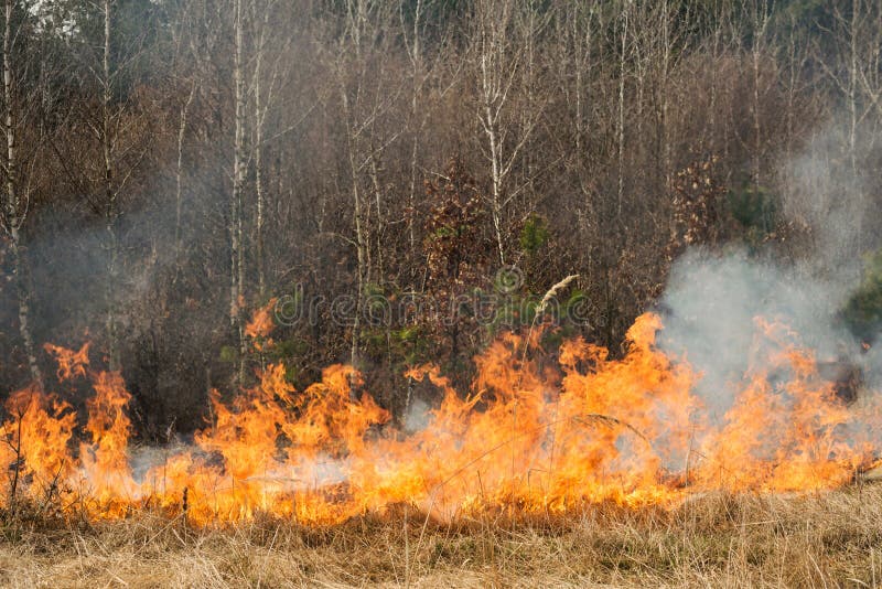 Fire on Agricultural Land Near Forest Stock Photo - Image of danger ...