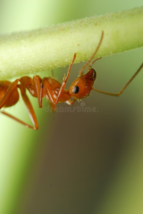 737 Fire Ants Insects Stock Photos - Free & Royalty-Free Stock Photos ...