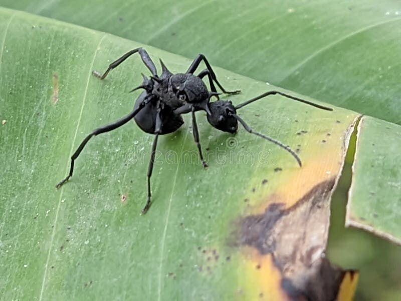 Fire ant on a banana leaf stock image. Image of leaf - 273211507