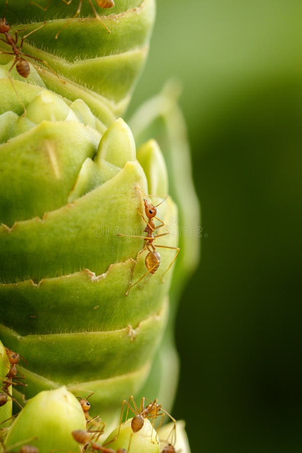 Fire Ants Close Up stock photo. Image of closeup, nature - 72303526
