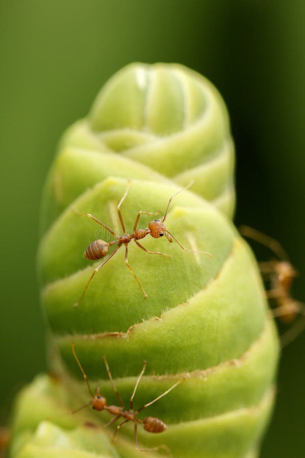 Fire Ants Close Up stock photo. Image of closeup, nature - 72303526