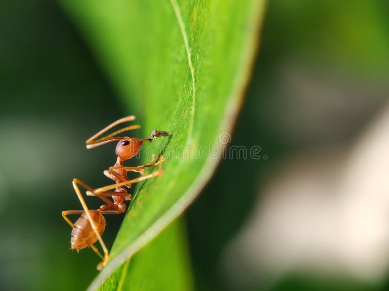 Fire ant eating stock photo. Image of pest, invertebrate - 199869380