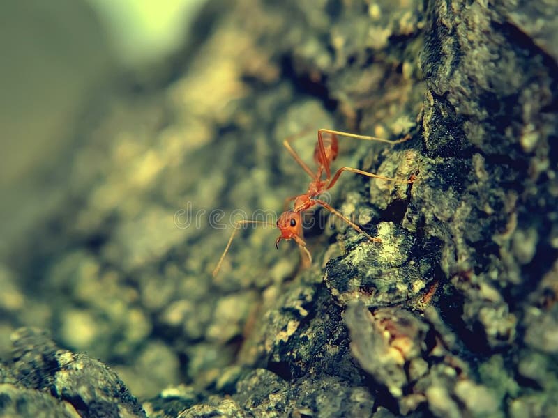 Fire Ant stock photo. Image of fire, animal, insect - 250621410